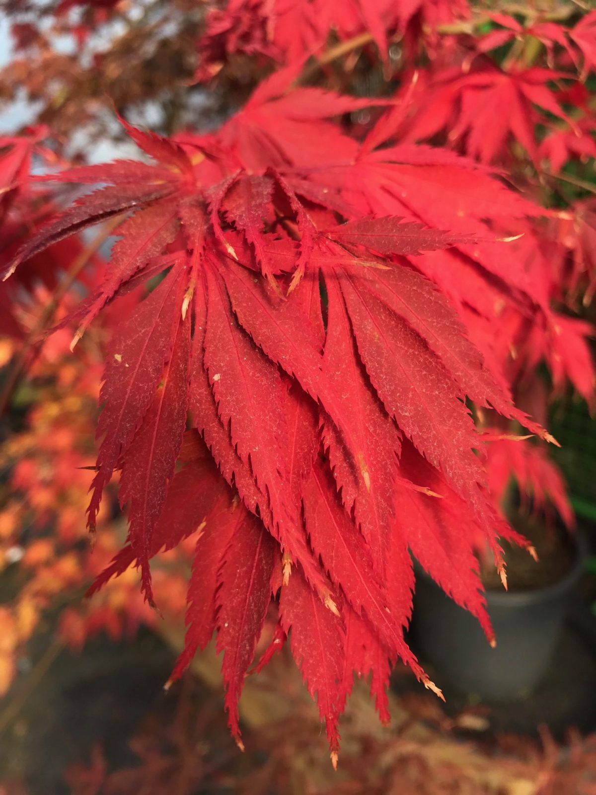 Acer | Japanese Maple | North Wales